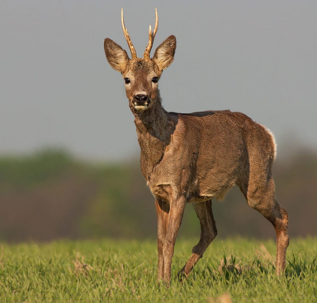 Wildlife monitoring – EOW