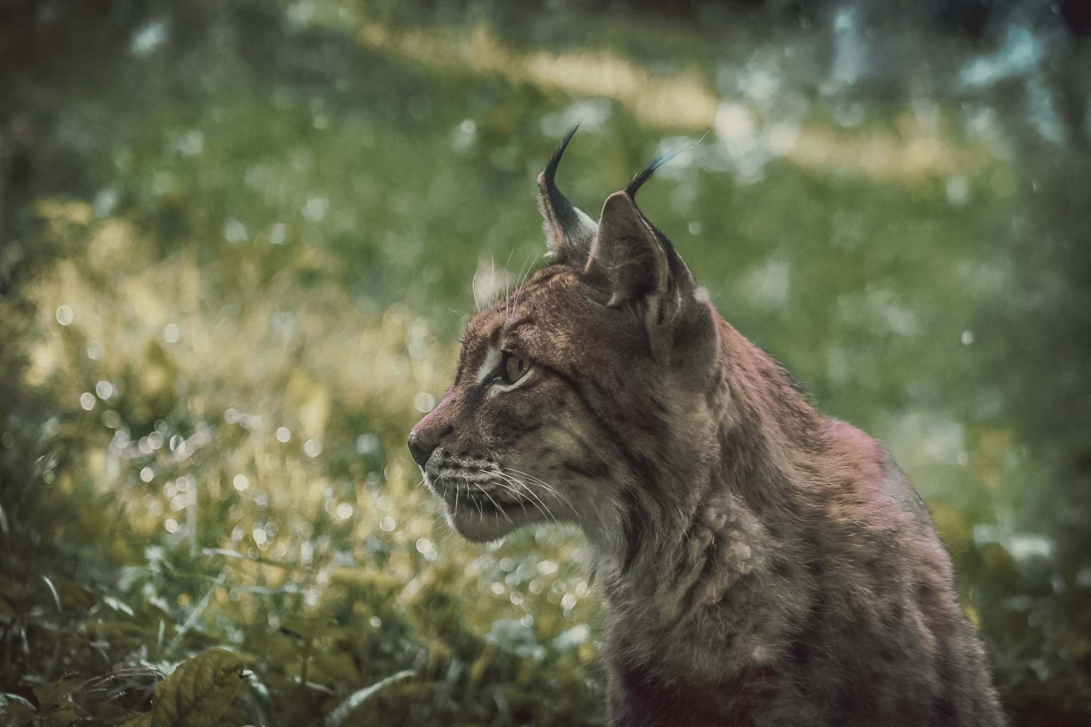 Collaborators – EOW