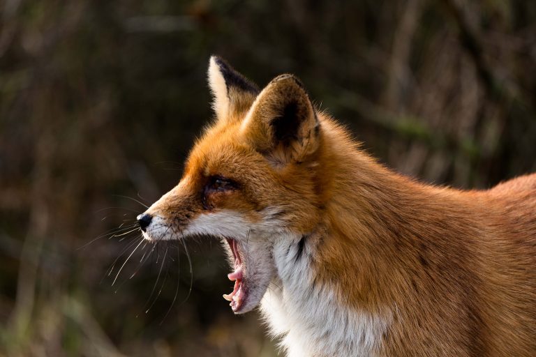 Wildlife in Europe – EOW