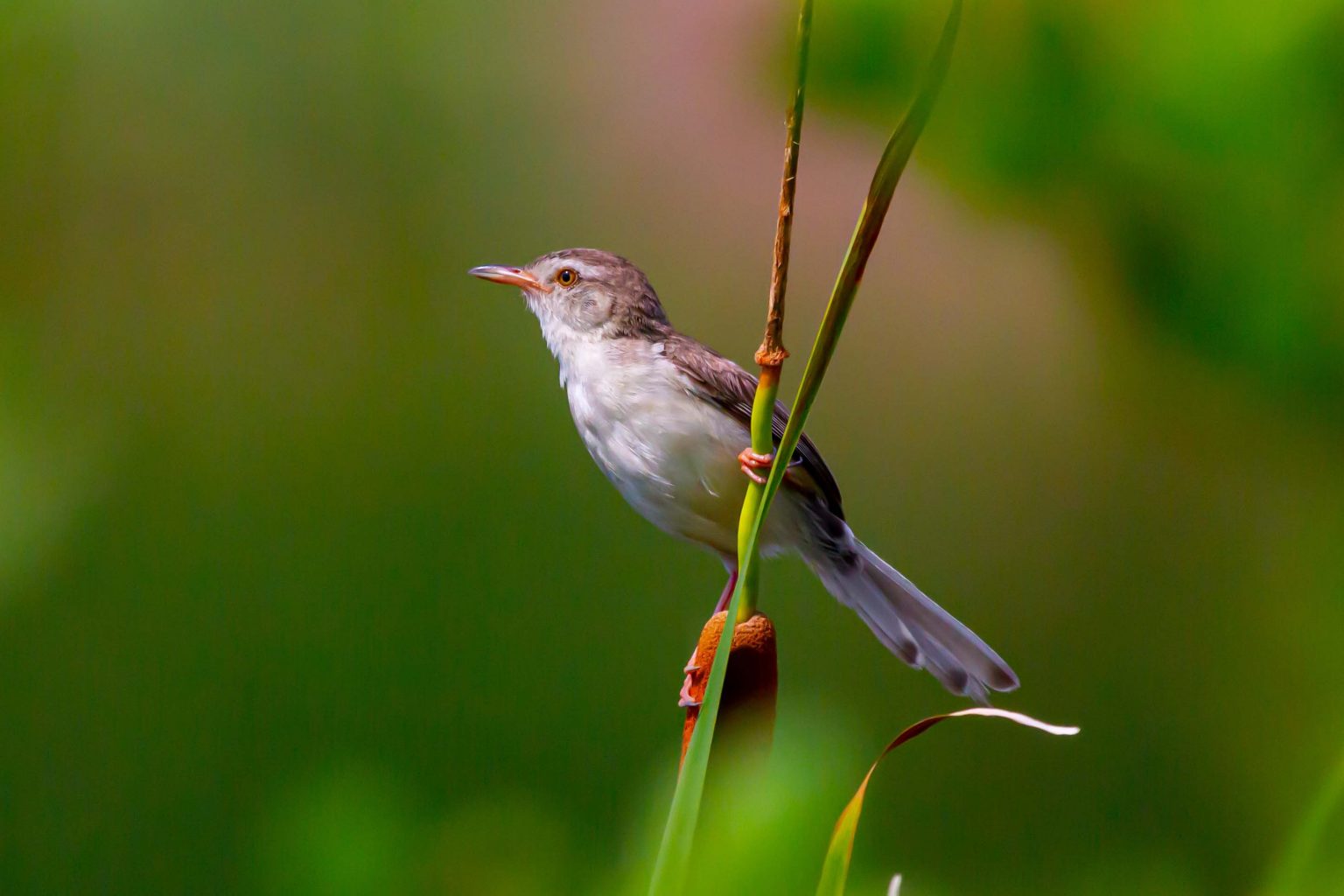 Wildlife in Europe – EOW