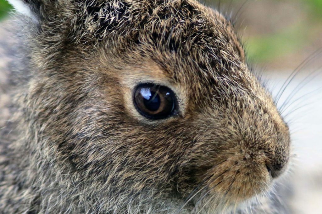Wildlife in Europe – EOW