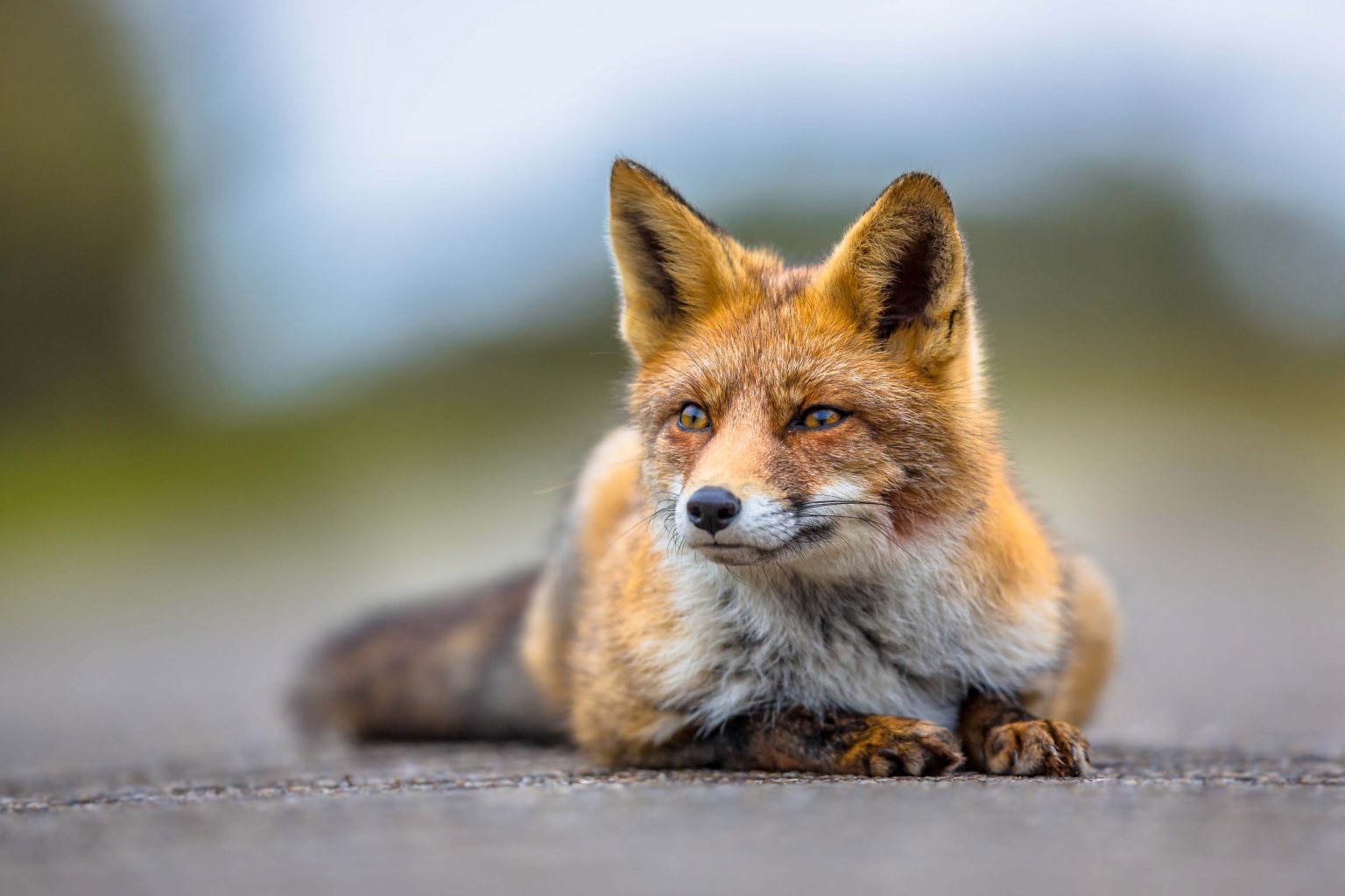 Wildlife monitoring – EOW