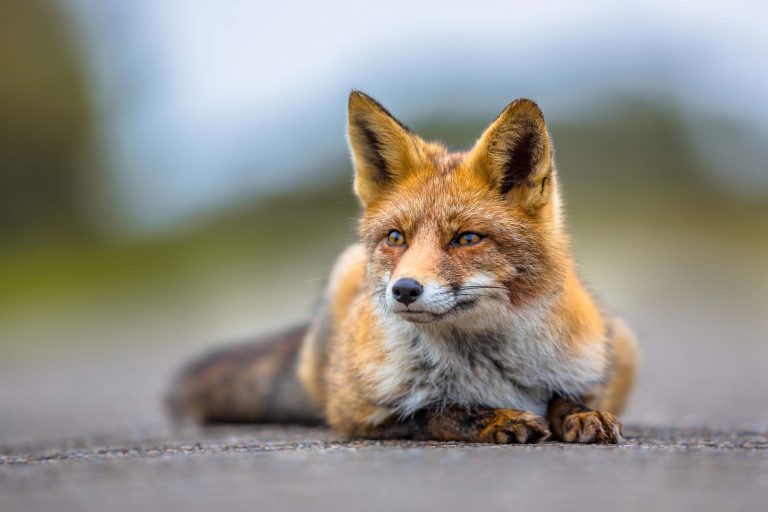 Wildlife monitoring – EOW