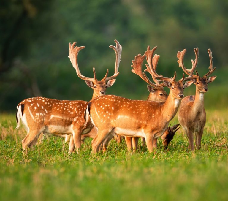 Wildlife monitoring – EOW