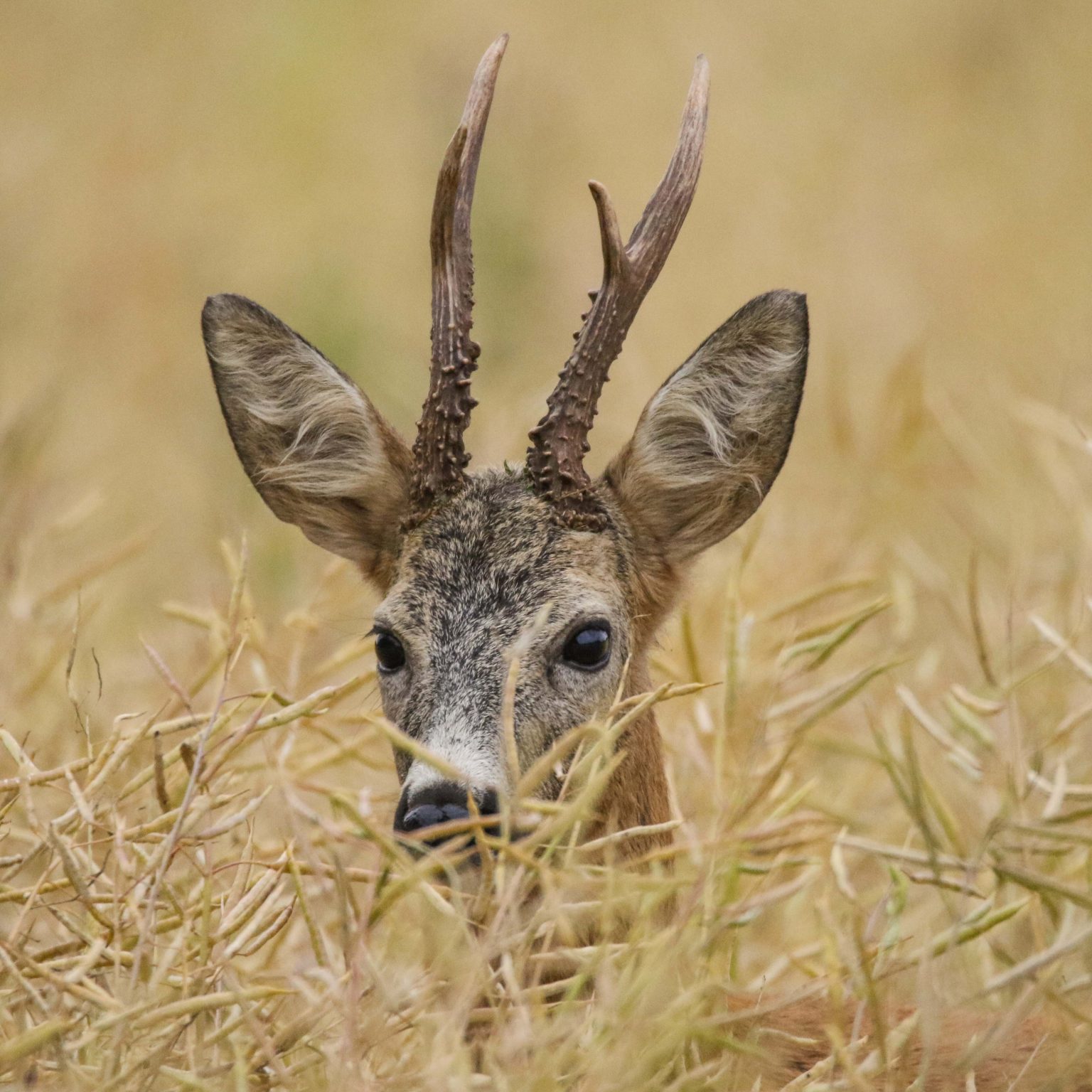 EOW – Observation points to monitor wildlife population.